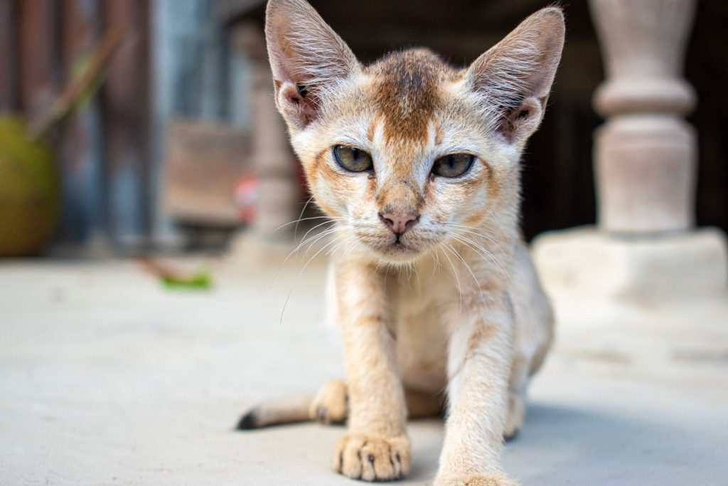 The world’s smallest cat breeds that stay tiny throughout life
