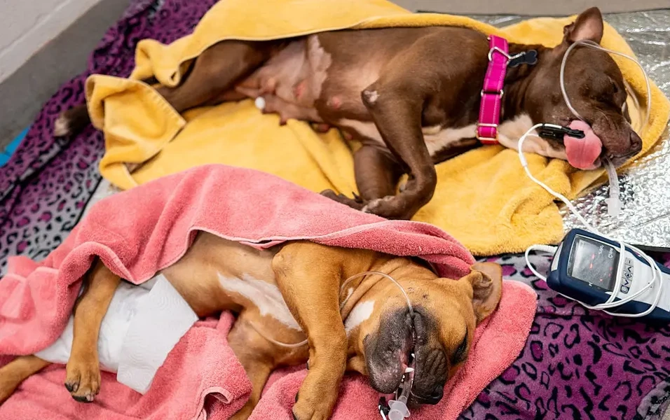 Urgent care and fostering shape rescue dog recoveries