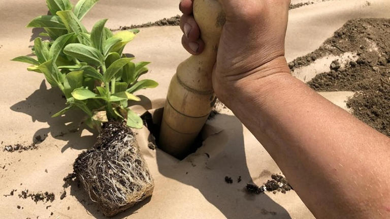 Skip traditional weed barriers: Amazon has a biodegradable option for ...
