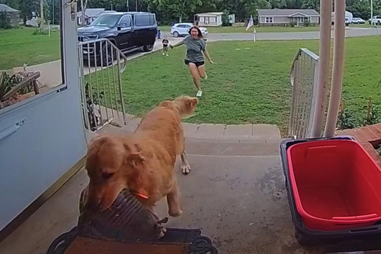 Dog goes viral for bringing live armadillo into family’s home
