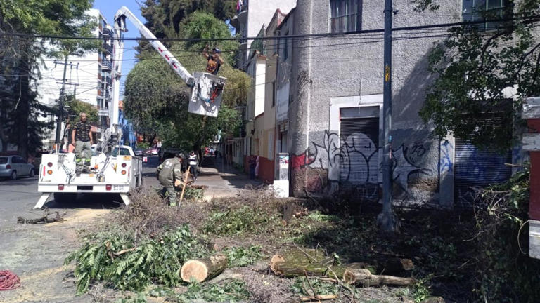 Lluvia y viento barren con árboles en varios puntos de CDMX