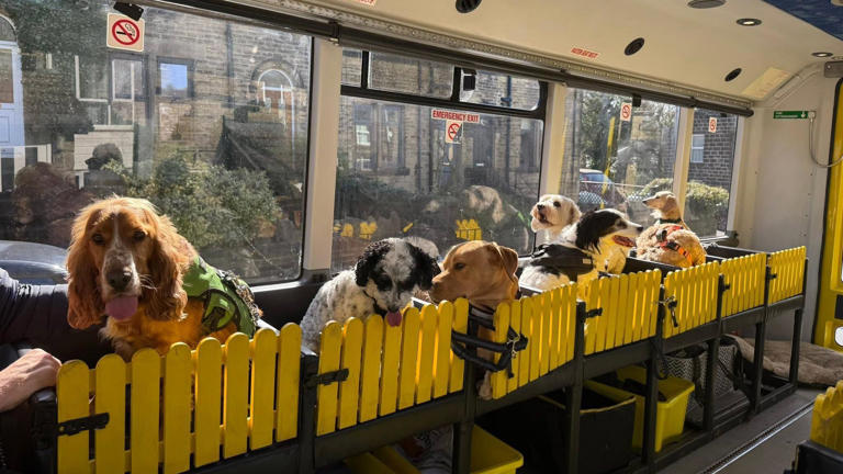 Harry Styles delights fan who works on 'dog bus'