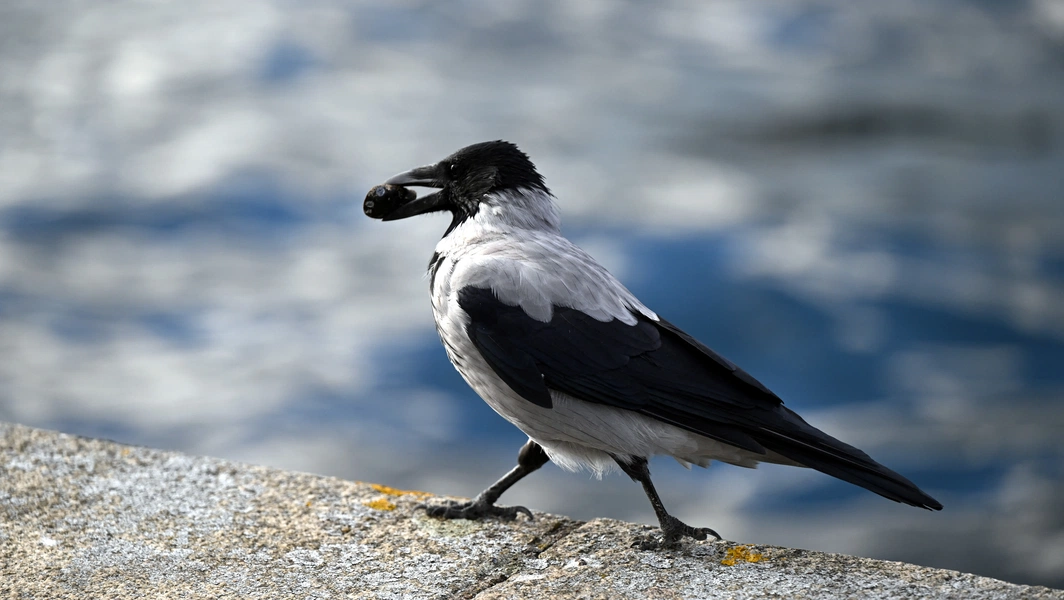 How crows form bonds and offer gifts