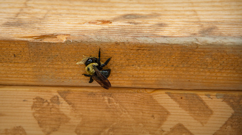 Say goodbye to carpenter bees using a fresh-smelling plant they can't stand
