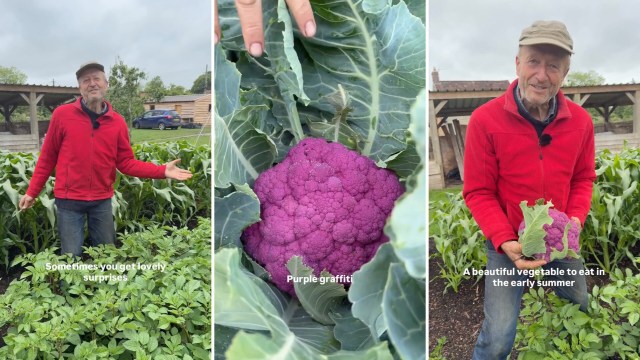 Gardener steams a 3-pound purple cauliflower whole, and its color ...