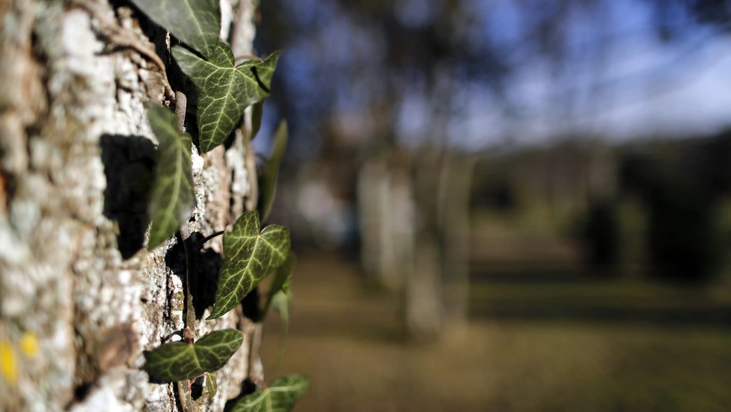 Environmental and ecological impacts of plant sourcing