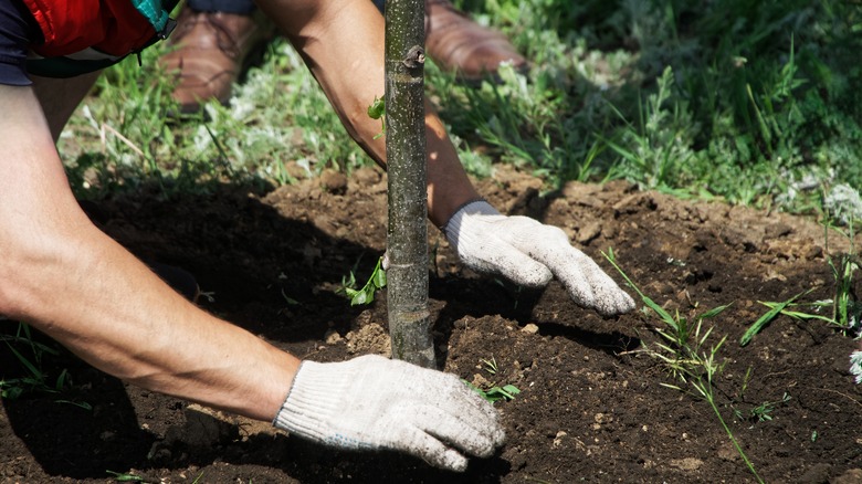 7 fast-growing trees that won't mind a mid-year start