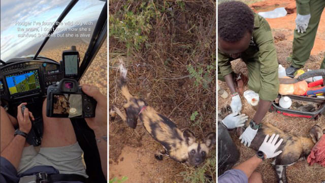 Mobile vets track down a snared endangered painted wolf, cut away the ...