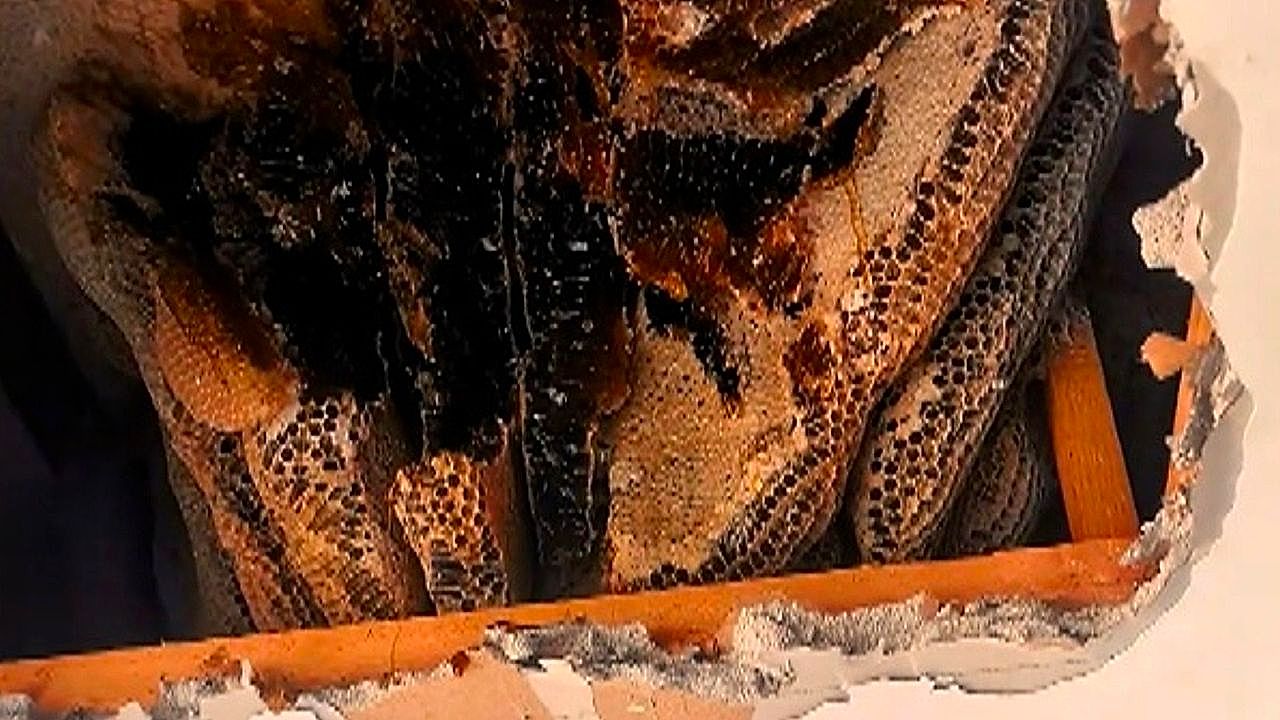 Massive hidden honeycomb discovered inside family home's ceiling in China