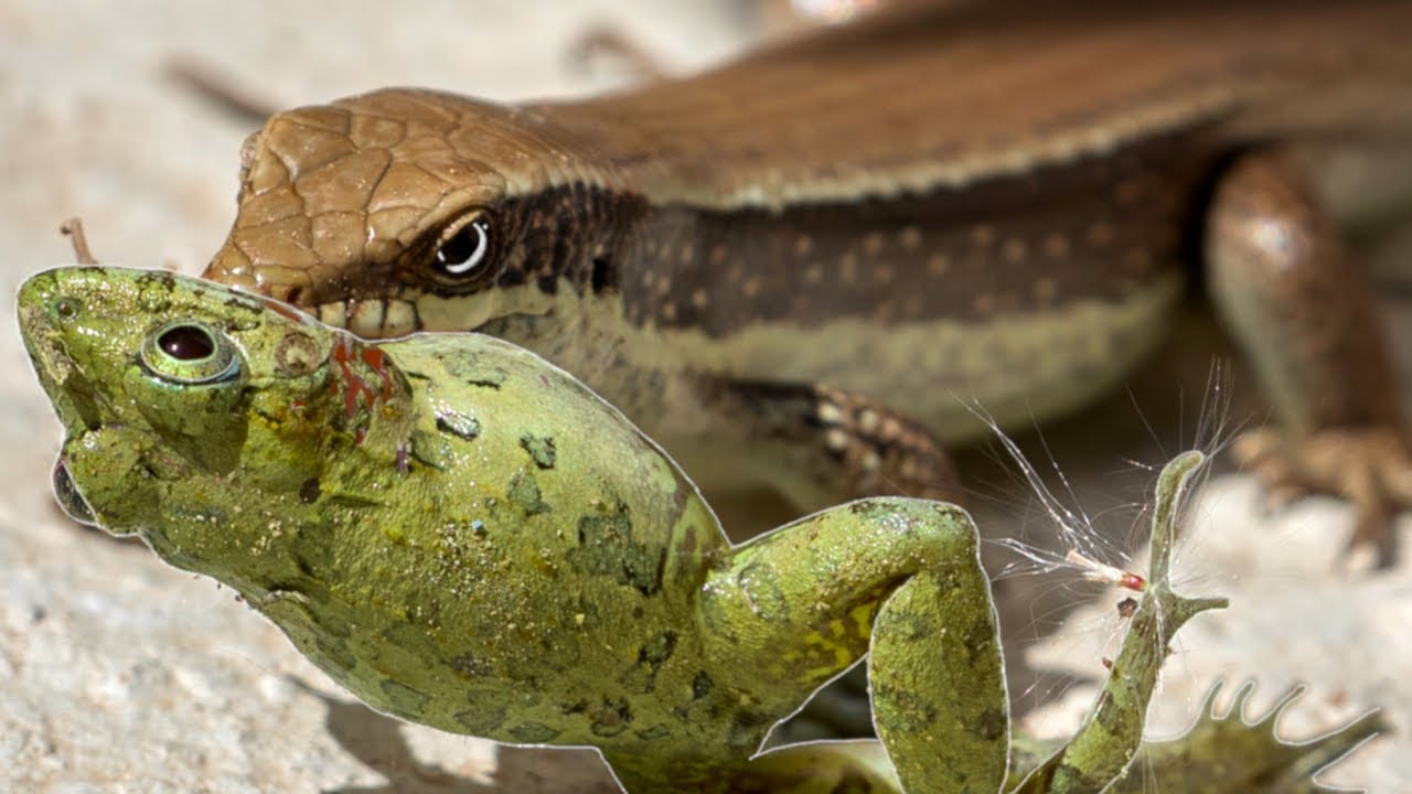 Stopping lizards from eating my frogs!