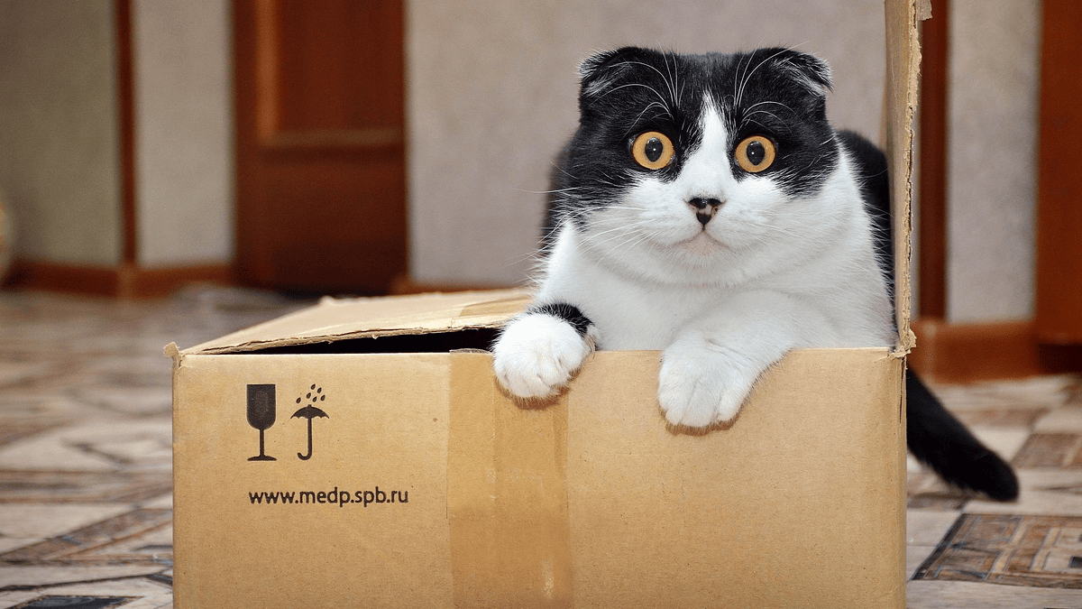 6 signs that a cat doesn't like you and 5 that it actually likes you ...
