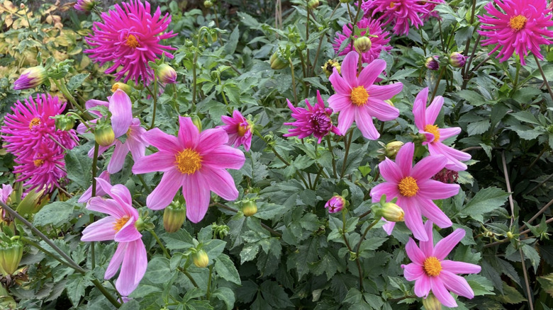 13 show-stopping dahlias for your summer garden, recommended by our ...