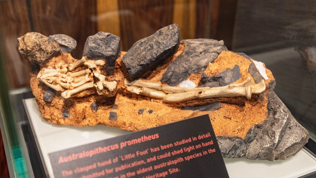 'Little Foot' fossil may represent unnamed human lineage