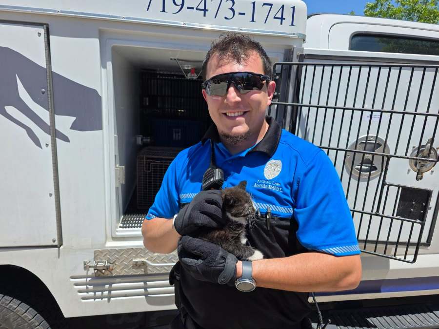 Tiny kitten saved from storm drain by animal law enforcement