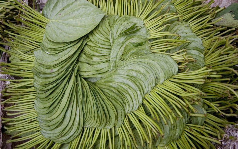 Nutritionist outlines benefits and risks of betel leaf ghee