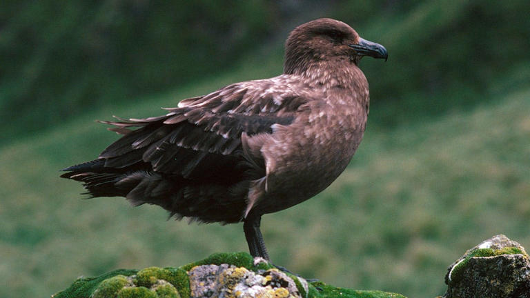 H5N1 bird flu confirmed in Australia for the first time, meaning virus ...