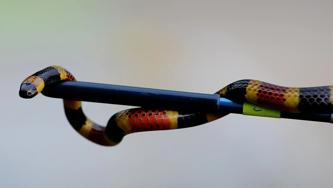 Coral snake venom: Anatomy, effects, and safety