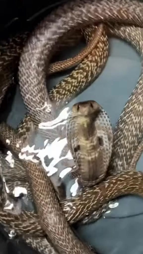 Cobras take a bath