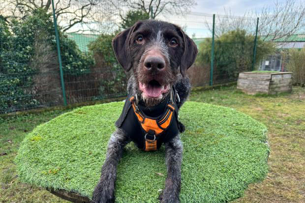 After 250 days in care, loyal Hamish still needs a home