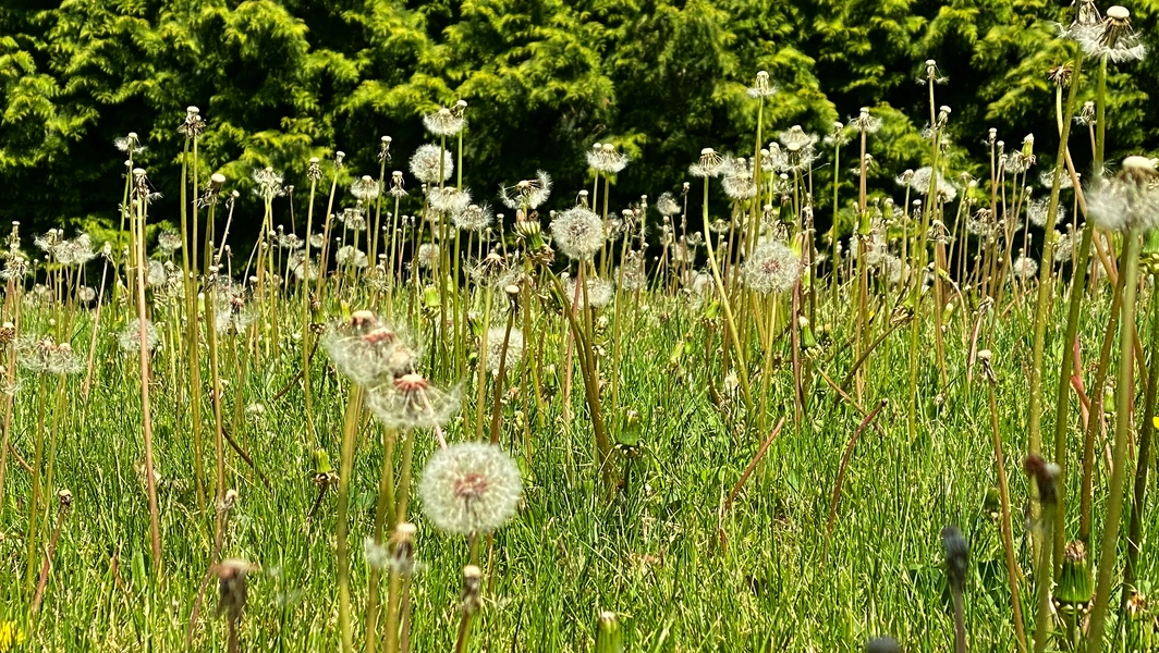 Turn your weed-filled lawn into a green haven