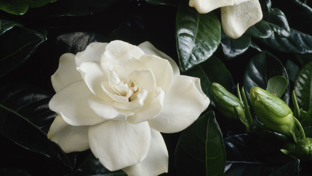 Gardenia care tips for dreamy blooms
