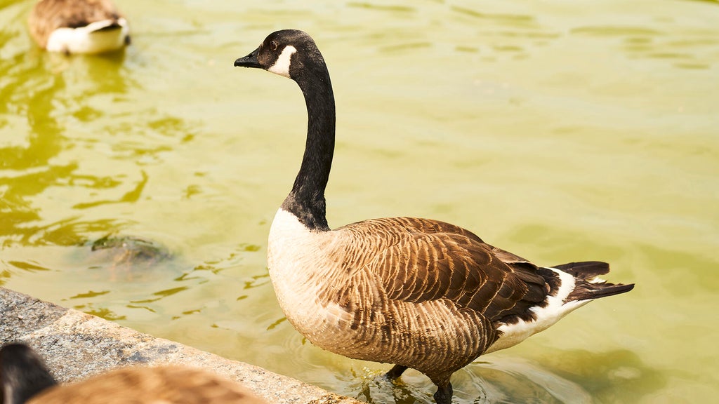 Geese Police returning to Pittsburgh's North Shore for goose control