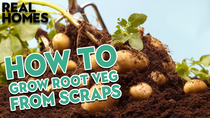 How to regrow vegetables from scraps