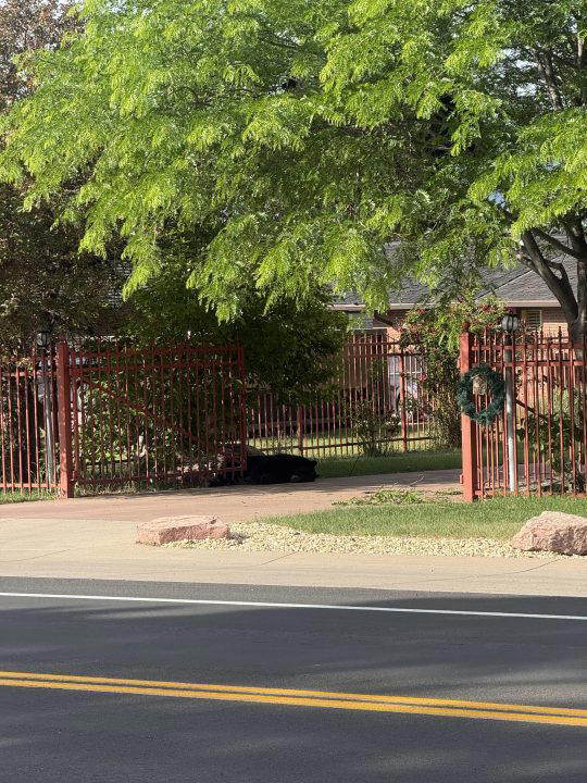 Two black bears hang out on west side Colorado Springs' driveway