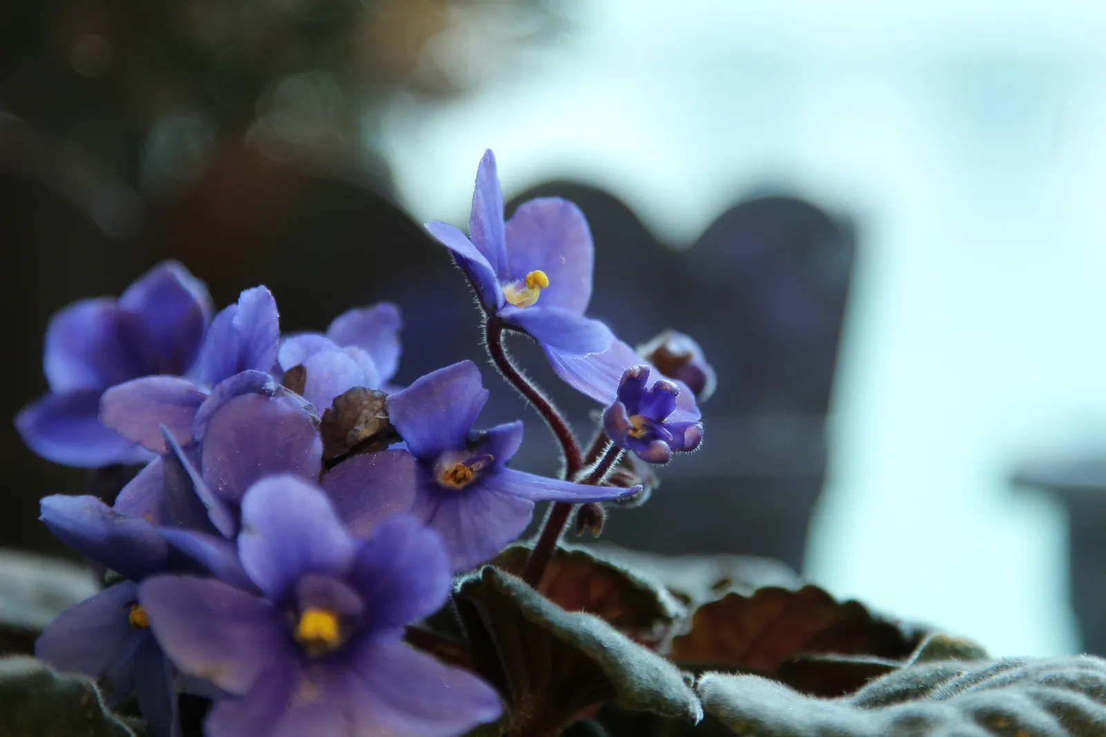 Edible flower that should be in everyone's garden
