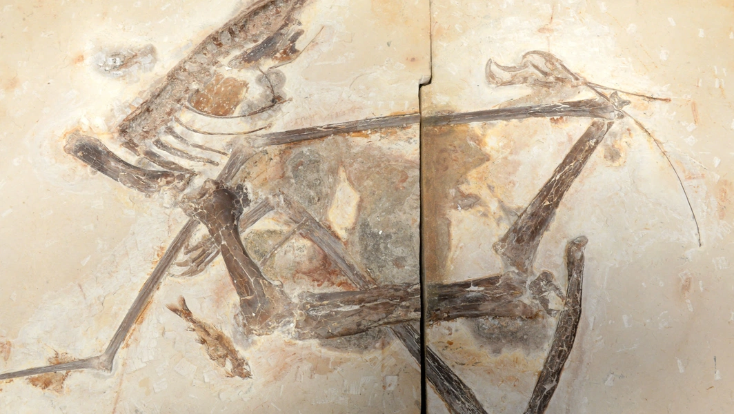 Rare pterosaur fossil yields first molecular evidence of diet