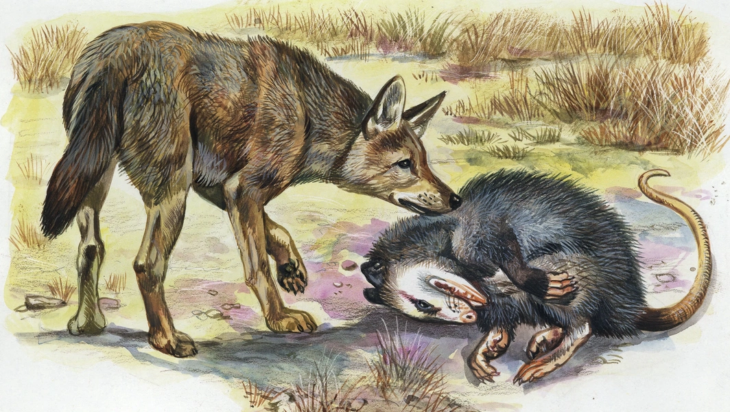 8 animals with unusual defense mechanisms