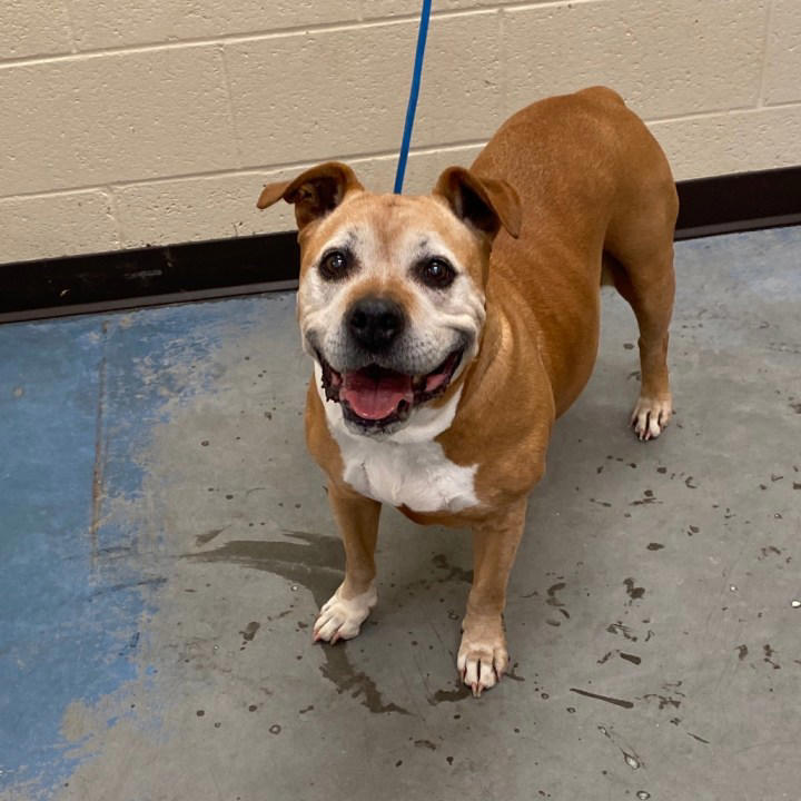 Second chance sought for Memphis dog left behind after family’s deportation