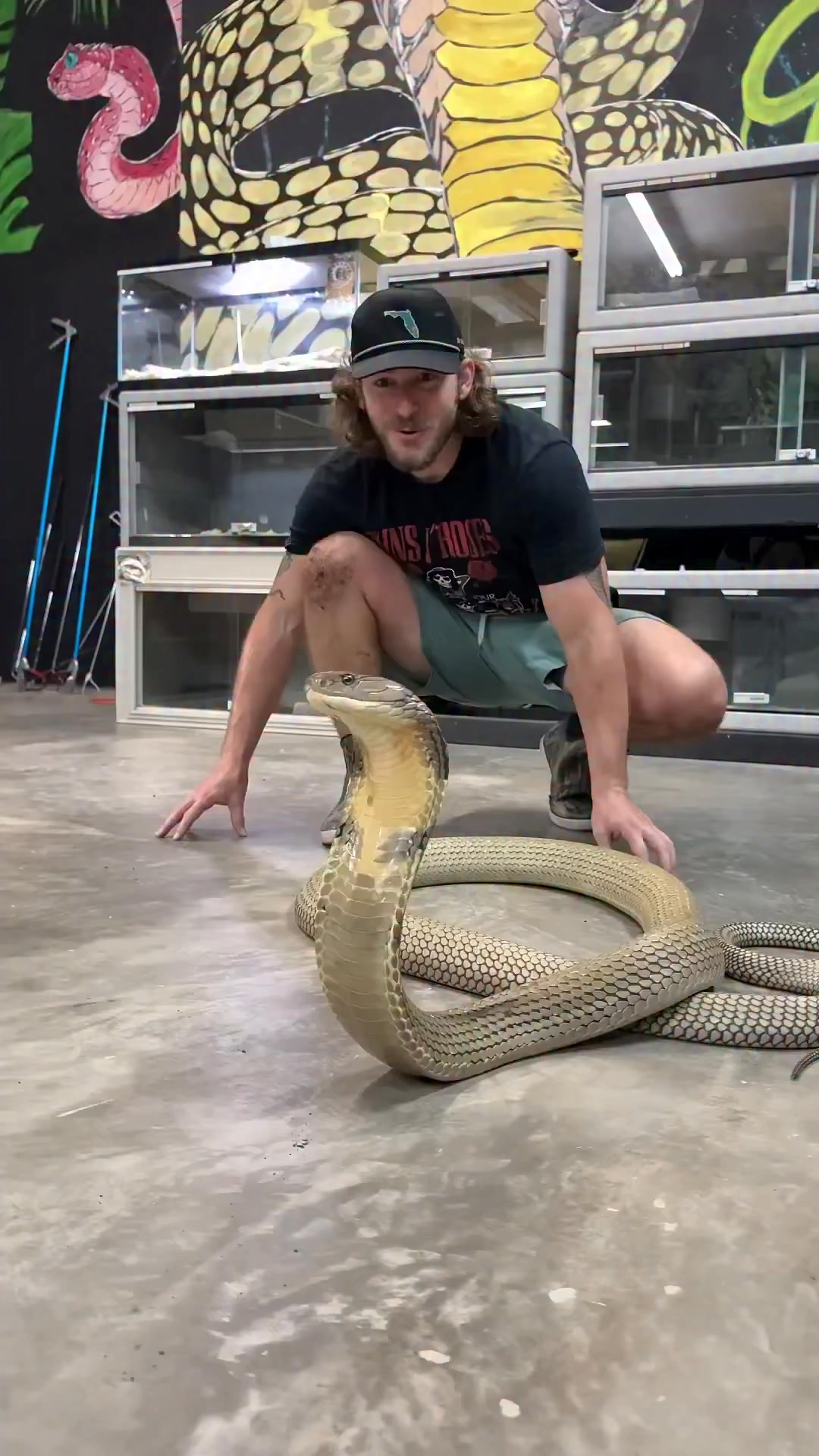 King cobra wildlife observation
