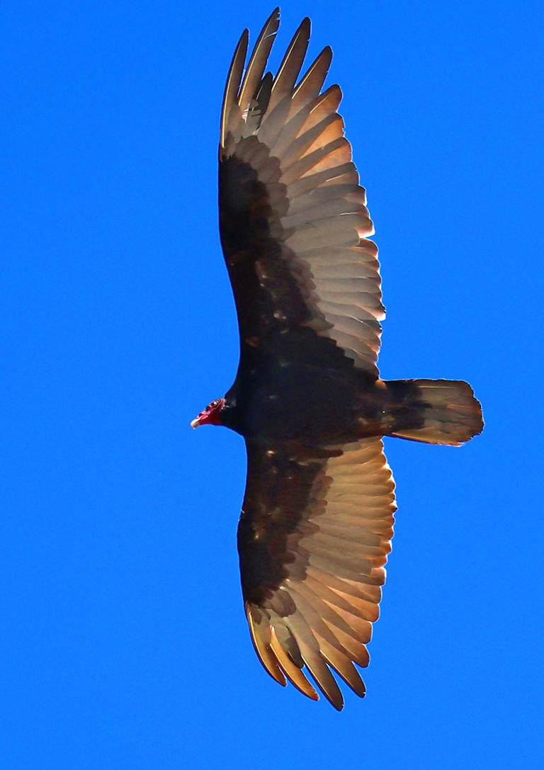Photo | Avian scavenger soars over Live Earth Farm
