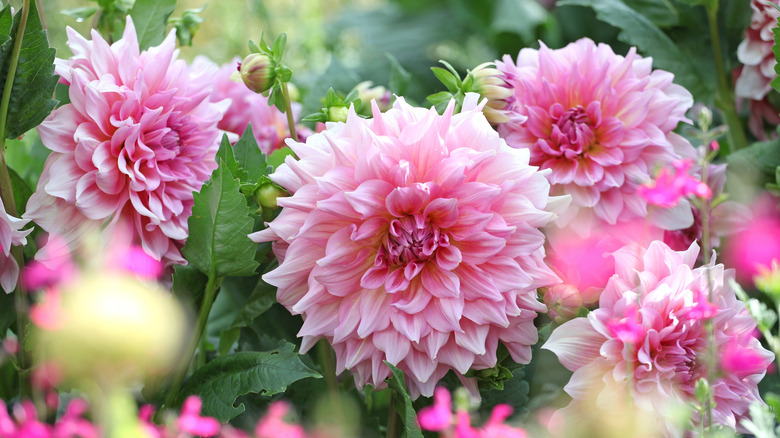 13 show-stopping dahlias for your summer garden, recommended by our ...