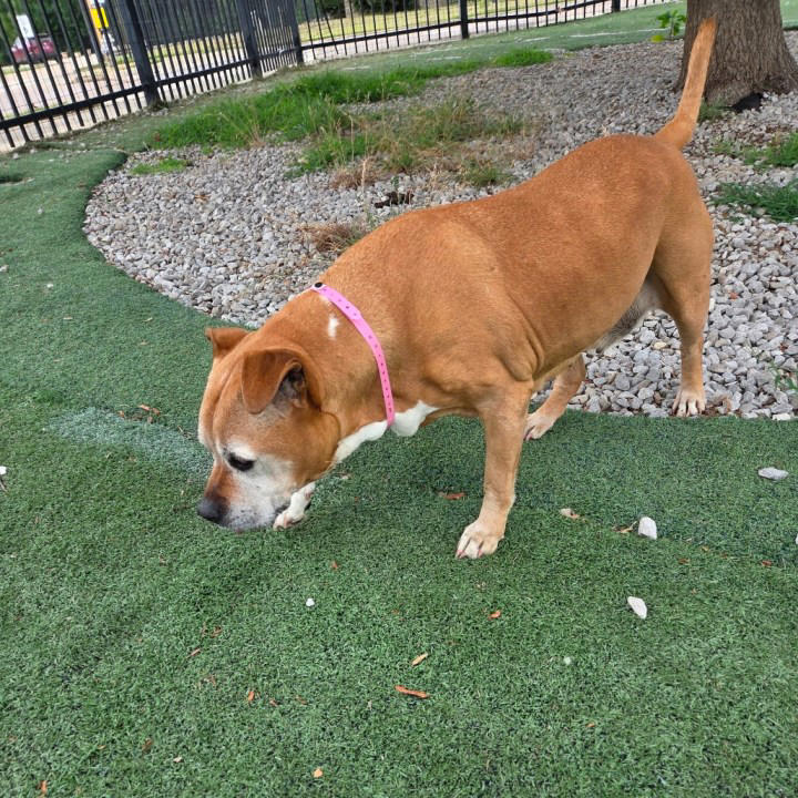 Second chance sought for Memphis dog left behind after family’s deportation