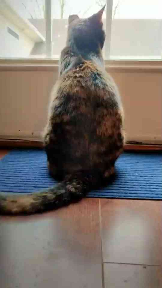 The secret language hidden in a cat’s tail