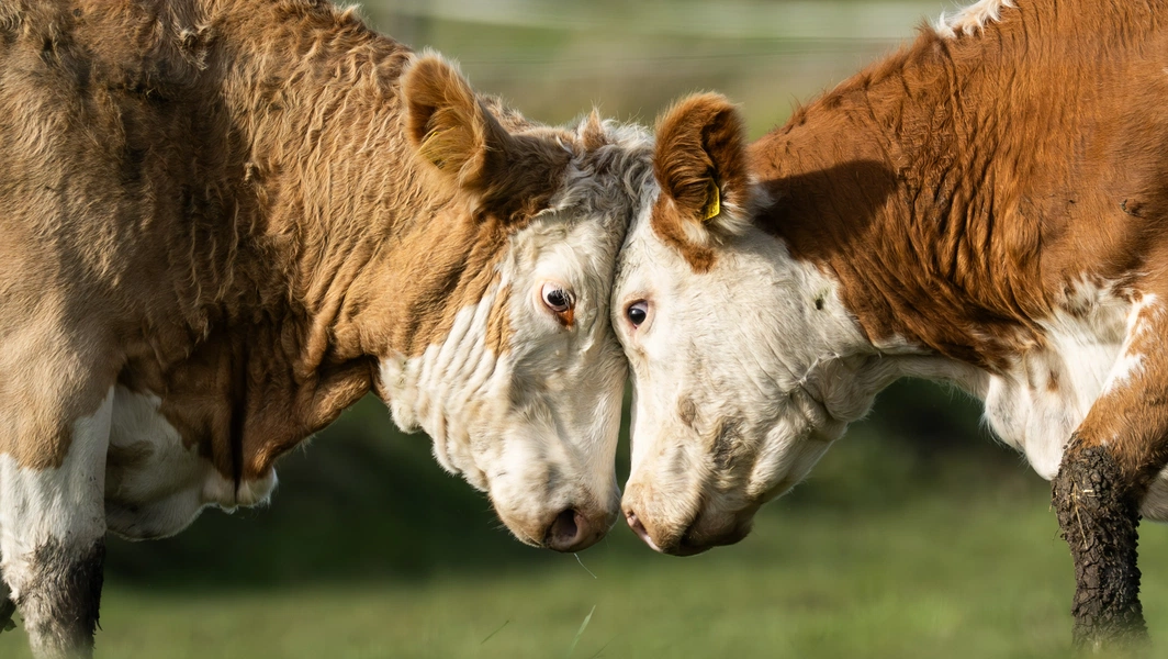 19 fascinating facts about cows