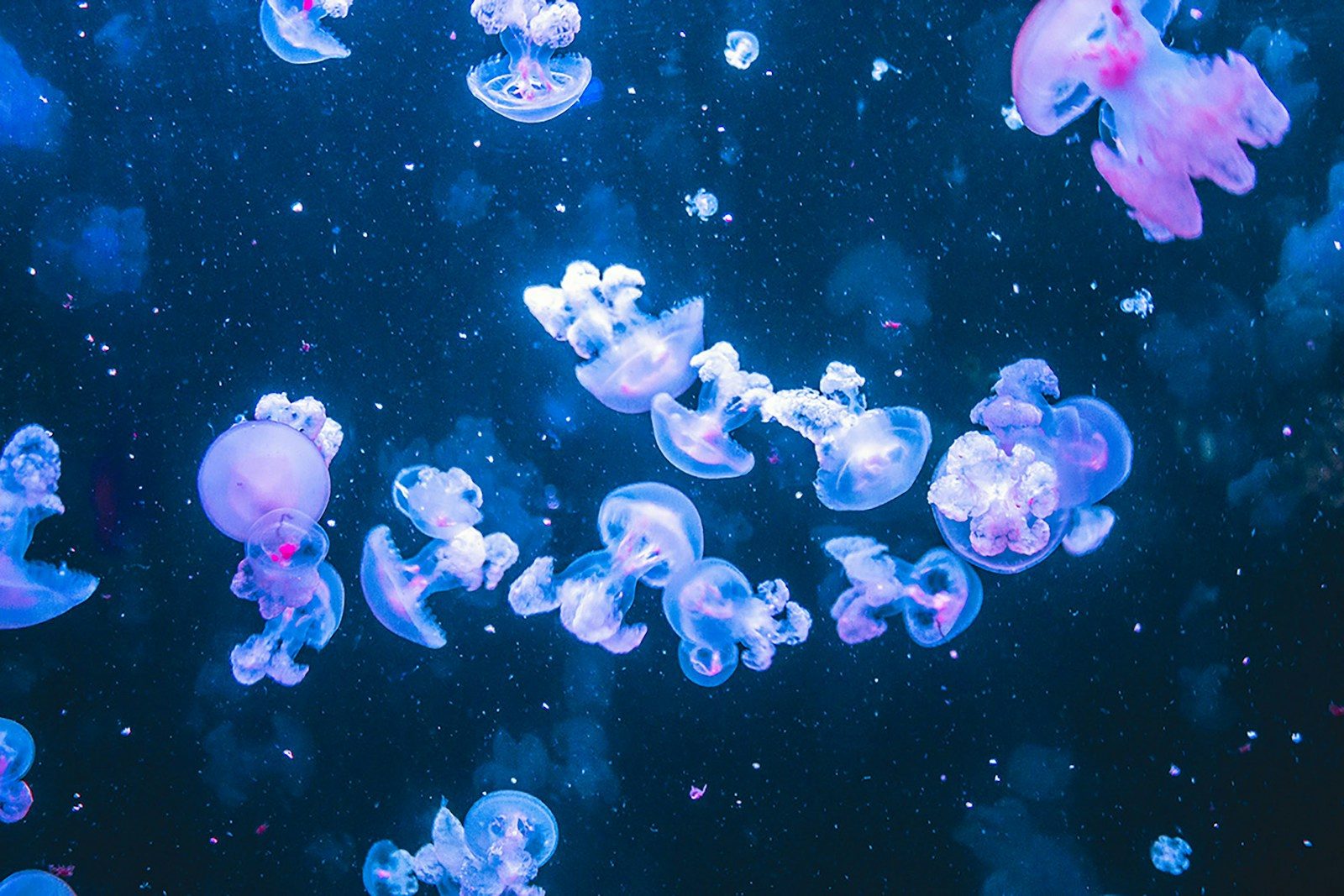 The discovery that changed what scientists knew about deep-sea life