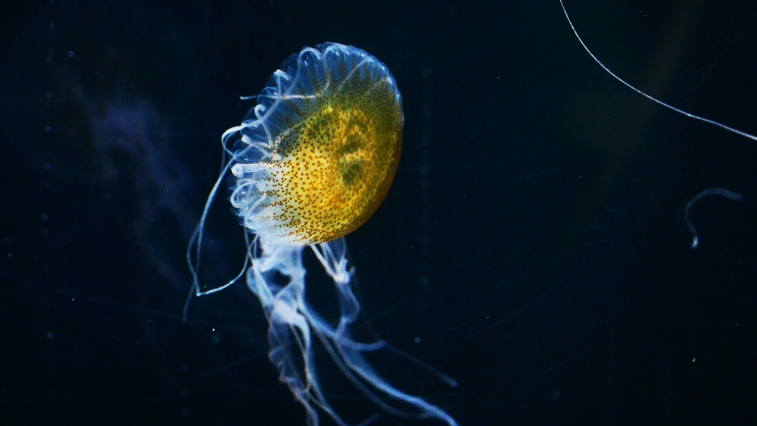 Giant jellyfish: Size, stings, and ecosystem roles