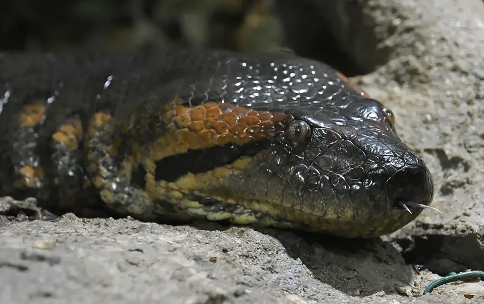 Giant snakes and their surprising secrets