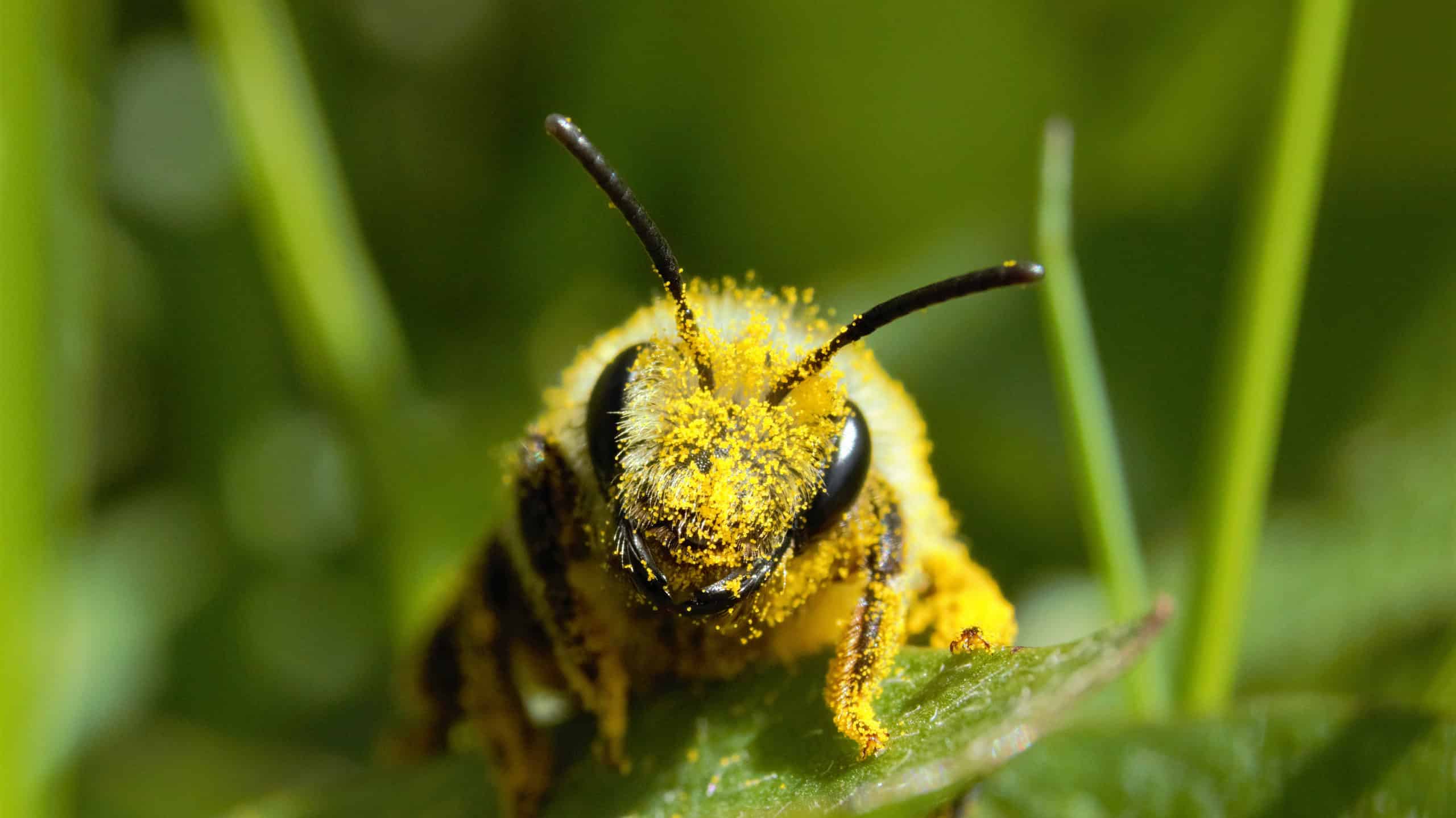 The hidden link between bees and human health