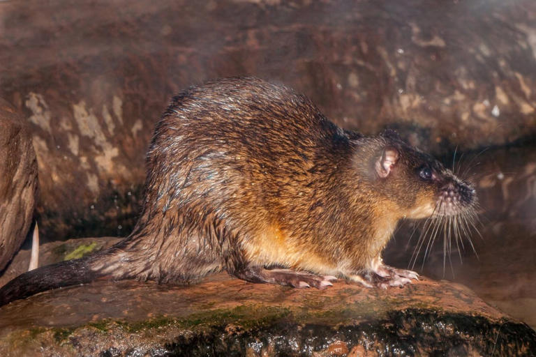 The Australian rat that flips cane toads before eating them