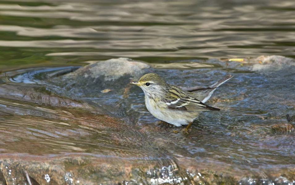 Blackpoll warbler’s epic migration overshadowed by steep population decline
