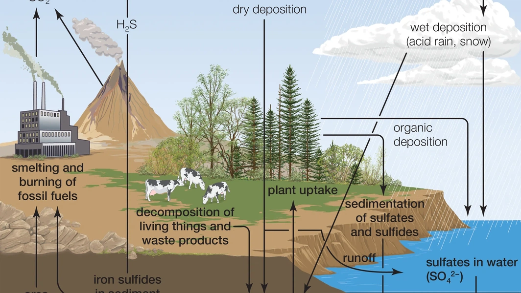 Sulfur emerges as key yet overlooked element for plant health