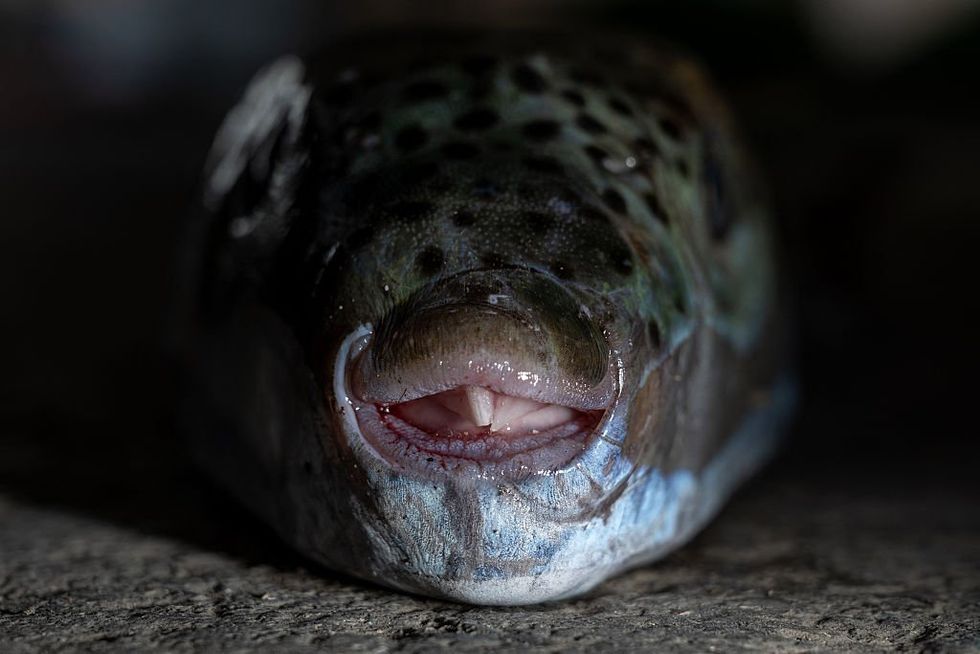 Razor-toothed poisonous pufferfish causing havoc in popular British ...