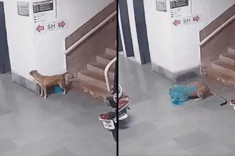 Video: Panic erupts after leopard enters IIT Bombay campus, kills dog ...