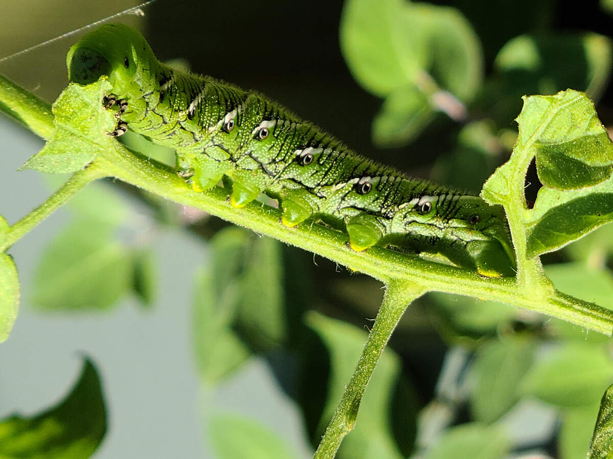 Beating the 'bug boom': How to control vegetable pests this summer