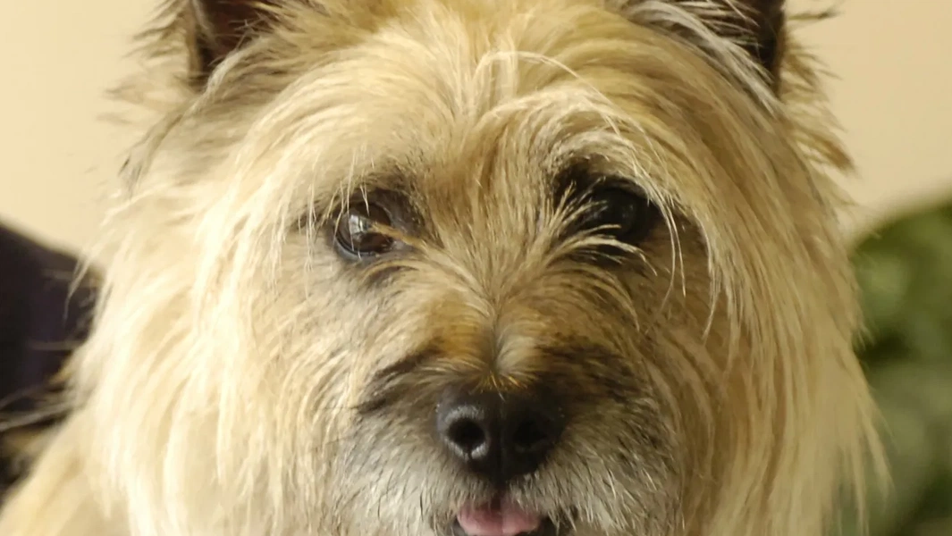 6 beautiful dog breeds ranked by science and popularity