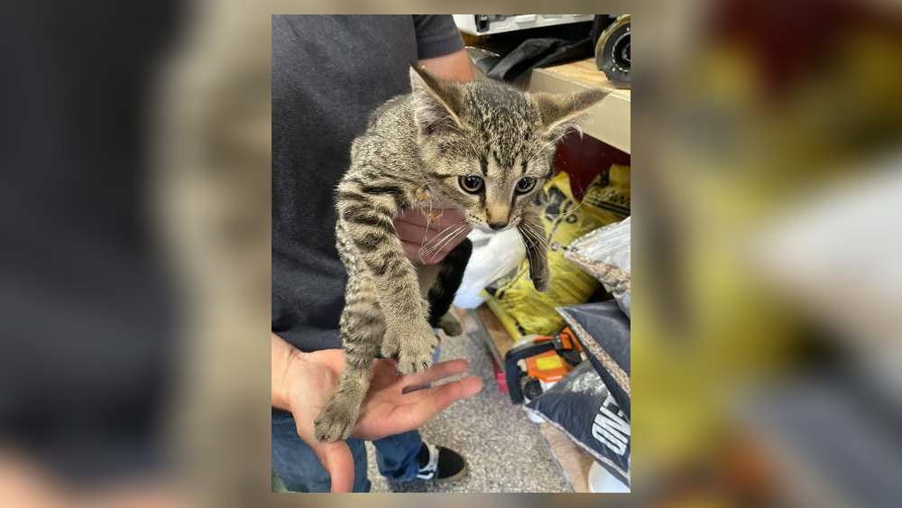 Firefighters rescue kitten from car engine compartment